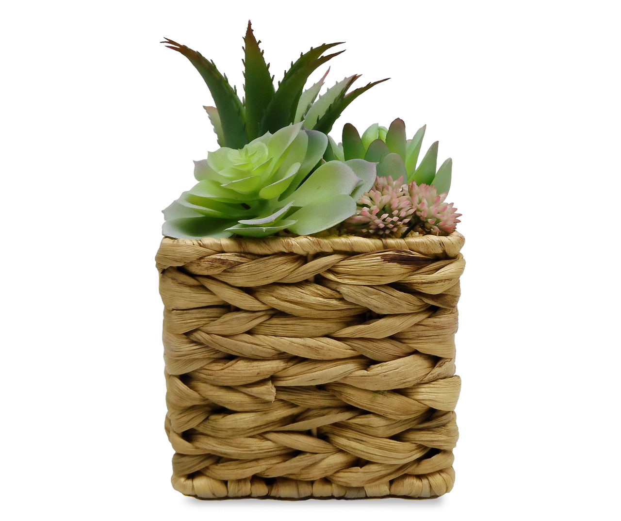 Succulents in Square Rattan Pot | Big Lots