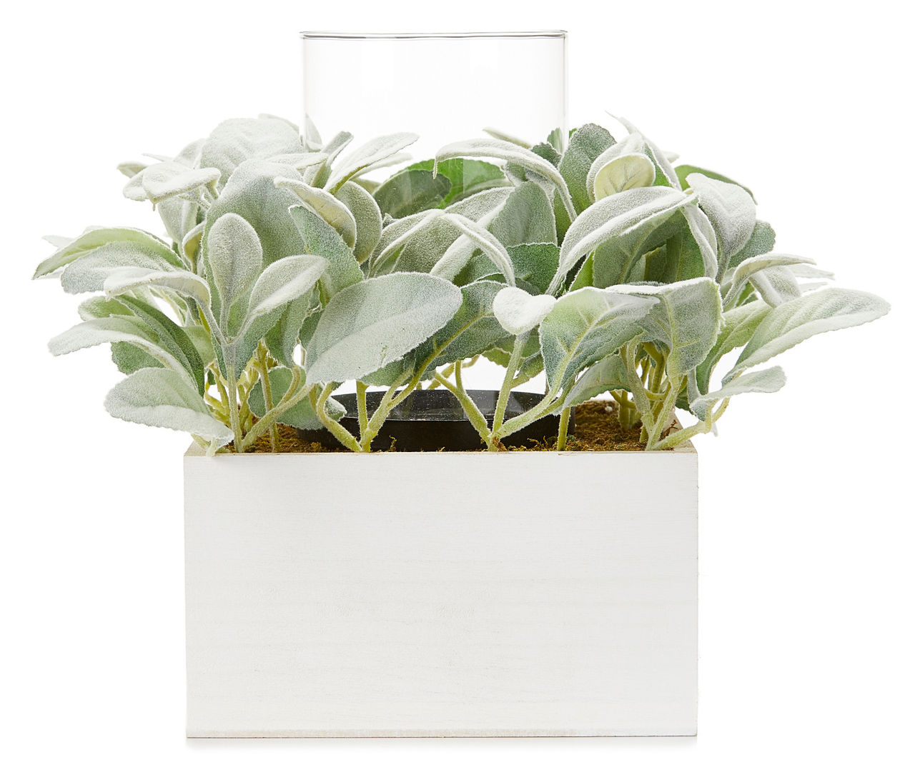 Hurricane Box With Lamb's Ear, (10") | Big Lots