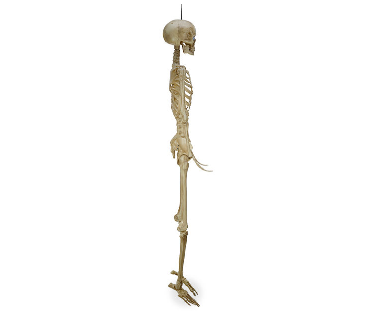 5' LED Poseable Skeleton | Big Lots