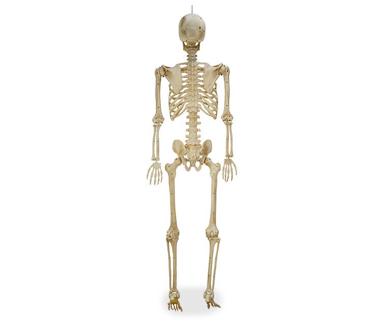 5' LED Poseable Skeleton | Big Lots
