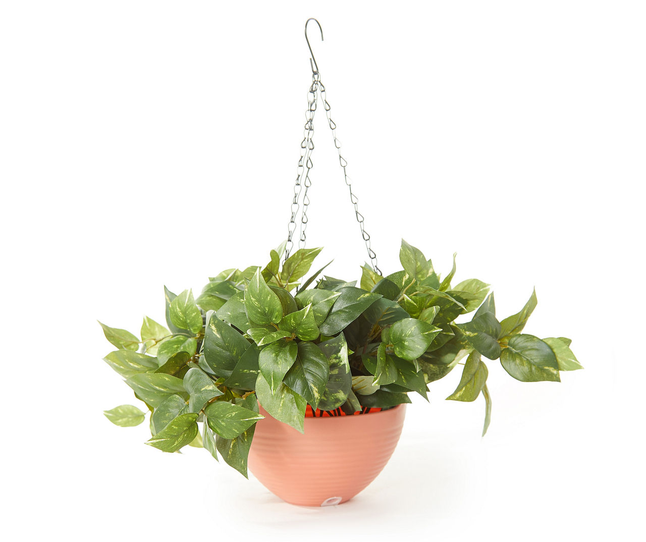 Hanging Pothos Plant