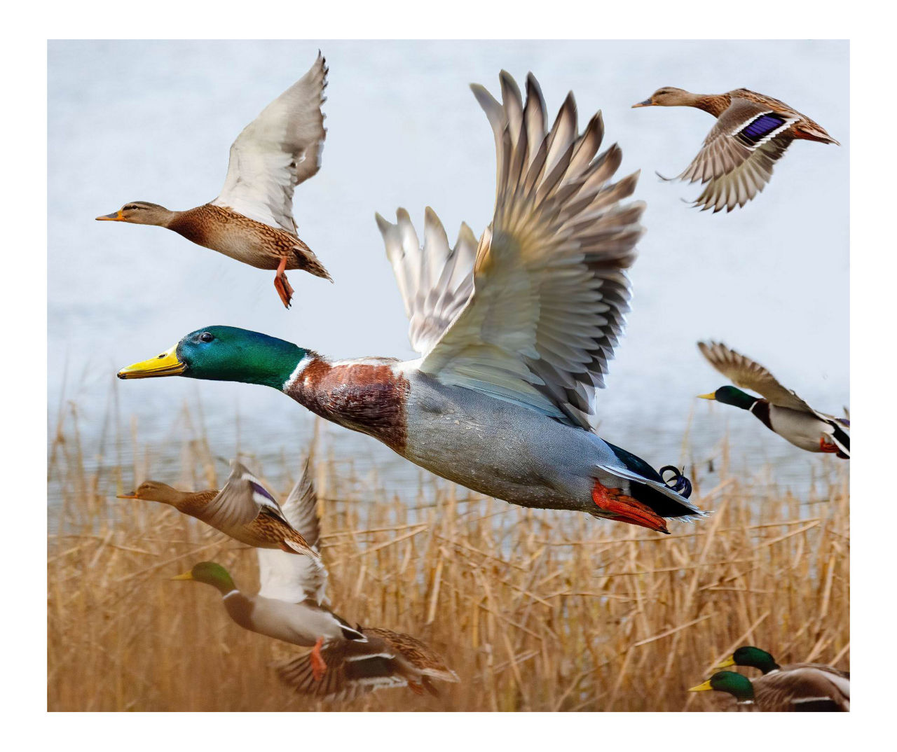 Raschel Brown & Gray Ducks Throw, (50" x 60") | Big Lots