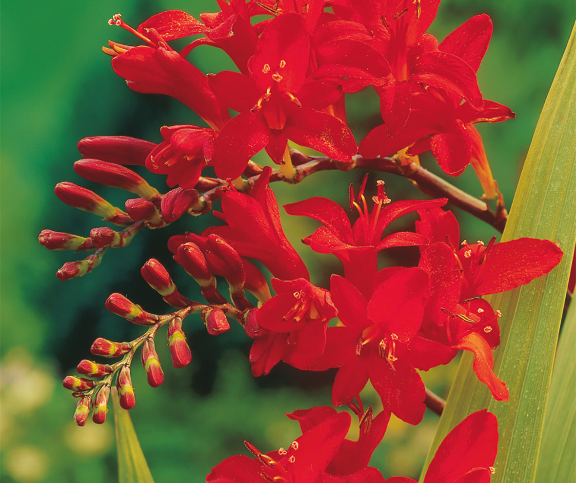 Red Bee Pollinator Garden Mixed Flower Bulbs, 40-Count | Big Lots