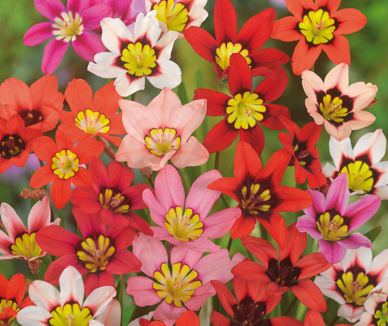 Red Bee Pollinator Garden Mixed Flower Bulbs, 40-Count | Big Lots