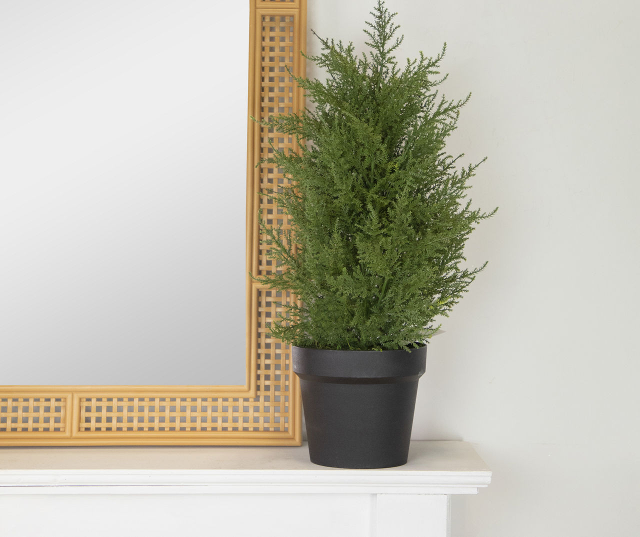 Northlight 2' Cedar Pine Arborvitae Tree in Plastic Pot | Big Lots