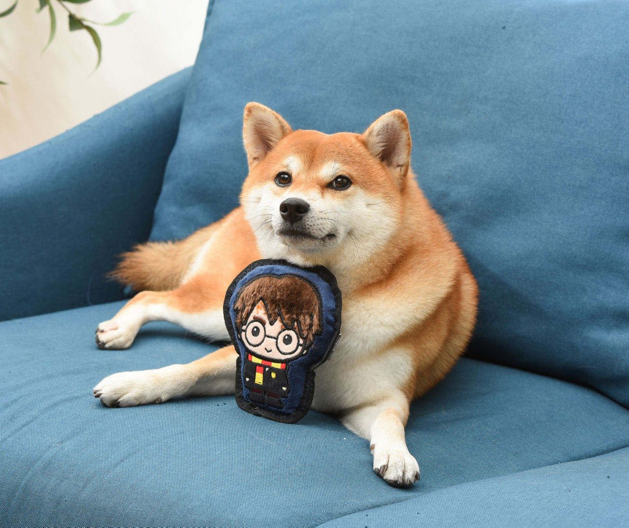 Warner Brothers Harry Potter Plush Crunkle Pet Toy | Big Lots