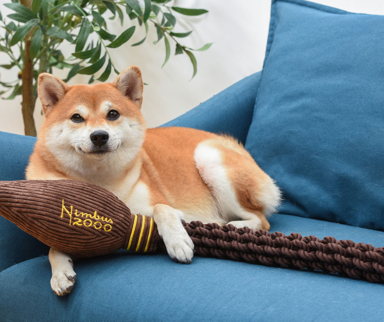 Warner Brothers Harry Potter "Nimbus 2000" Rope & Plush Squeaker Dog ...