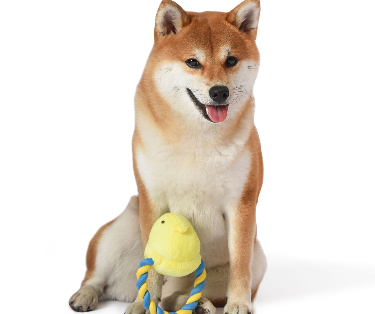 Peeps Pink Chick Plush & Rope Dog Toy | Big Lots