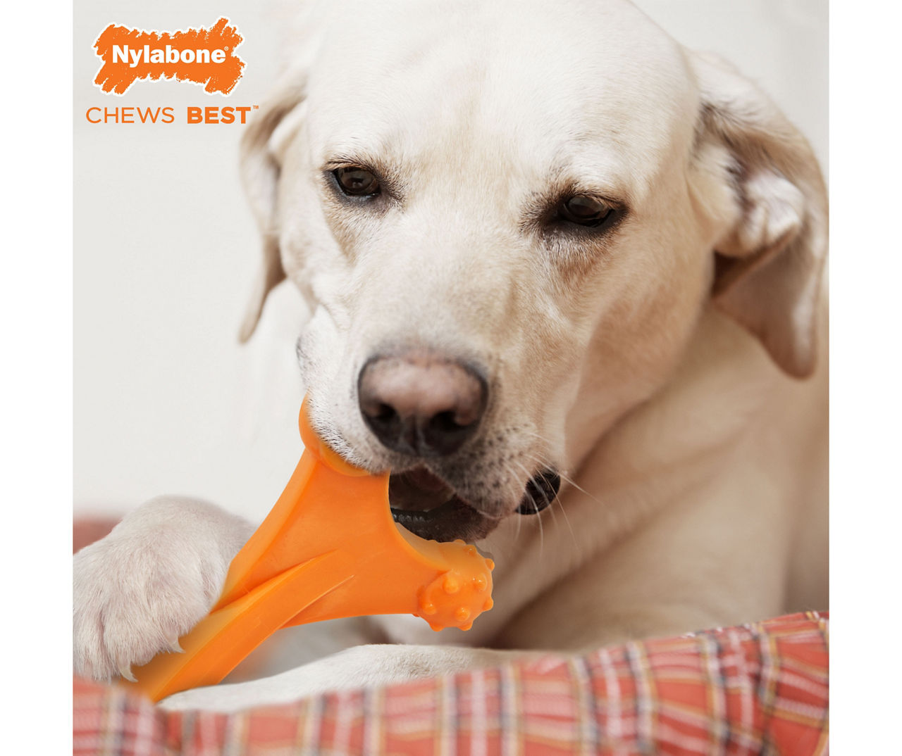 Nylabone Power Chew Axis Bone Dog Toy | Big Lots